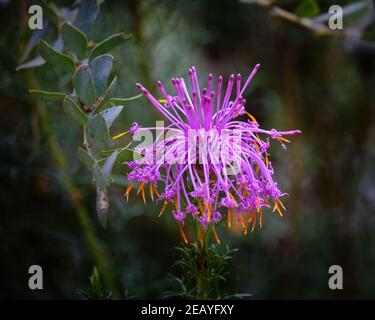 Rose cone bush a k a coneflower Isopogon formosus Proteaceae Western ...