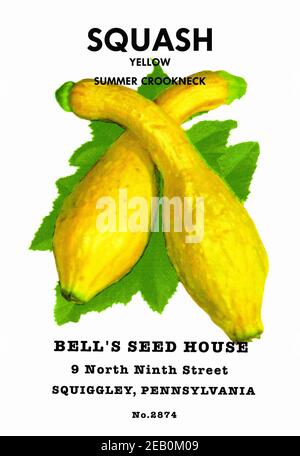 Yellow crookneck squash plant fruits Stock Photo - Alamy