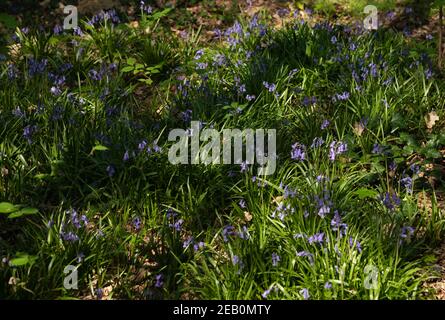Bluebells in Vincennes forest of Paris, France. Game of light and ...