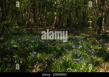 Bluebells in Vincennes forest of Paris, France. Game of light and ...