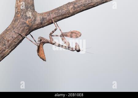 Indonesian double shield mantis (Pnigomantis medioconstricta Stock ...