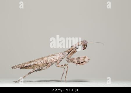 Indonesian double shield mantis or double shield mantis, Pnigomantis ...