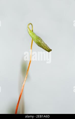 Close-up of the green cylindrical, drooping capsules of moss, probably ...