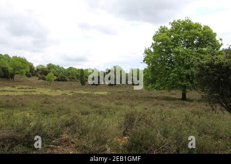Impressionen aus der Lüneburger Heide Stock Photo - Alamy