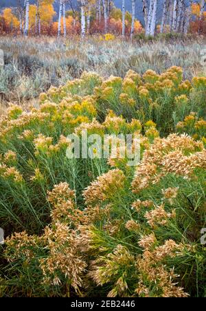 Rabbit brush, Ericameria nauseosa (Chrysothamnus nauseosus) with buttes ...