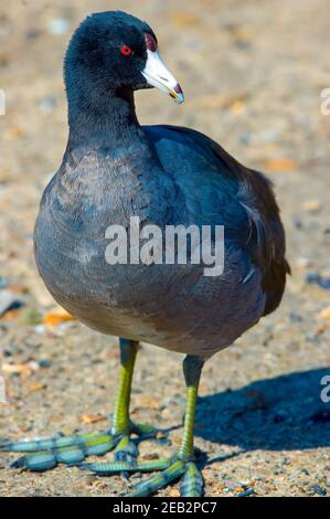 The American coot, also known as a mud hen or pouldeau, swimming in the ...