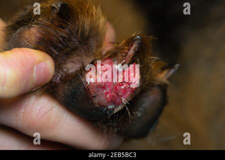 close-up photo of a dog finger small wound after glass cut Stock Photo ...