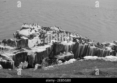 Puffin Fern Island Northumberland Stock Photo - Alamy