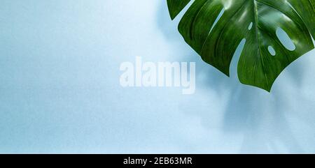 Close-up leaf of evergreen monstera palm tree on light background with ...