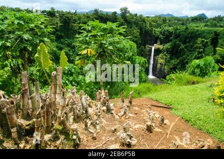 wild wilderness green RAINFOREST at Apia Samoa Upolu Western west SAMOA ...