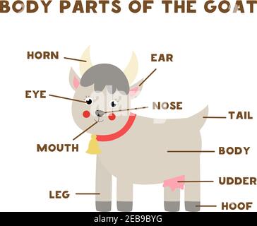 Body parts of the cute cartoon farm cow. Animals anatomy in English for ...