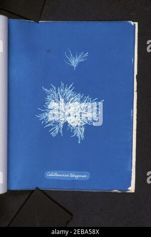 Callithamnion tetragonum.; Callithamnion tetragonum Stock Photo - Alamy