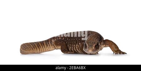 Savannah Monitor on white background Stock Photo - Alamy
