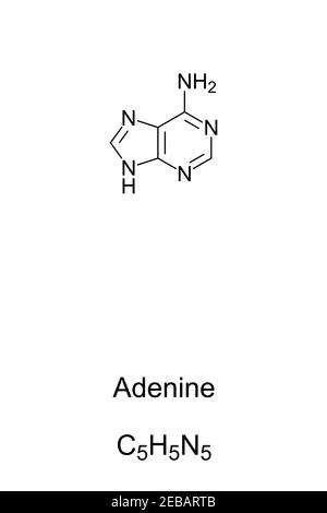 Adenine, Molecular model of the purine nucleobase adenine (C5.H5.N5 ...