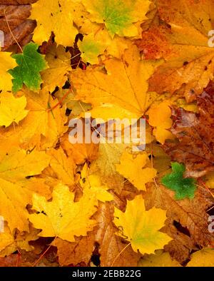 Close up of colourful decomposing maple leaves in the fall with frost ...