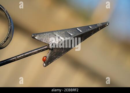 Ladybirds, Insect, hibernation, diapause, adult state, survive, cold ...