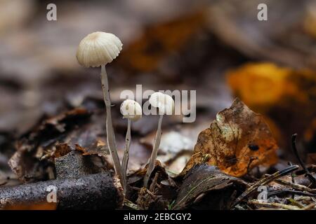 The dripping bonnet (Roridomyces roridus) is an inedible mushroom , an ...