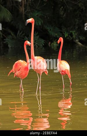 Colorful Orange Pink American Caribbean Flamingos Florida ...