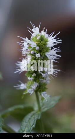 Closeup of a blooming peppermint plant, selective focus Stock Photo - Alamy