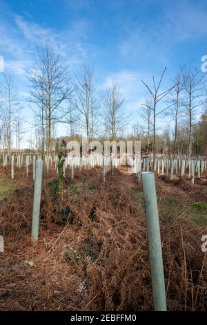 Reforestation in a forest with pipe-support for young trees ...
