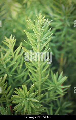 Evergreen tree, with bright green tips on the limbs Stock Photo - Alamy