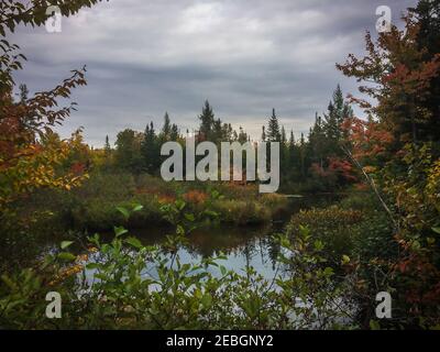 View of a lush vegetation in the Marais du Nord marshes a natural park ...