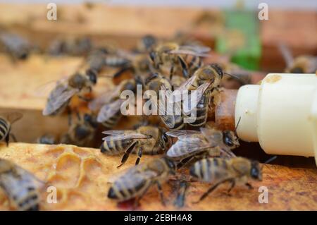 New Queen Honey Bee, hatching from queen cell within hive, being ...