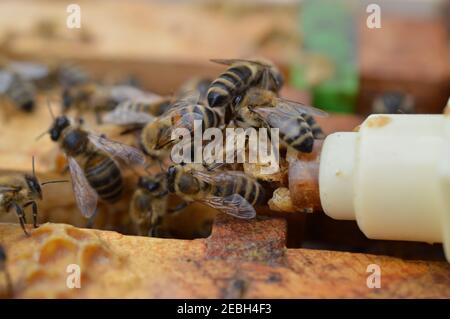 New Queen Honey Bee hatching from queen cell within hive Apis mellifera ...