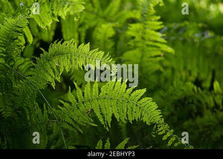 Fern leafs full frame green lush Stock Photo - Alamy