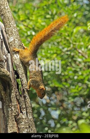 Red bush squirrel, Red-bellied coast squirrel (Paraxerus palliatus ...