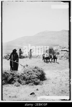 Northern views. Threshing floor at Sychar. 1900, West Bank, Israel ...