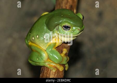 Magnificent tree frog (Ranoidea splendida) from Northern and Western ...