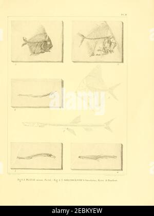 Recherches sur les poissons fossiles (Tab. 14.a.) BHL32033316 Stock ...