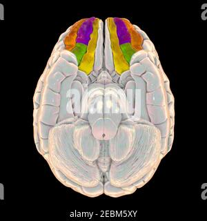 Human brain with gyri highlighted, illustration Stock Photo - Alamy