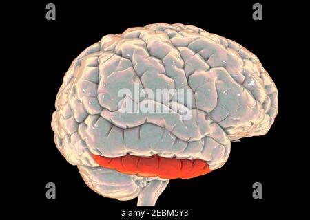Brain highlighting inferior temporal gyrus, illustration Stock Photo ...