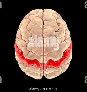 Human brain with highlighted postcentral gyrus, illustration Stock ...