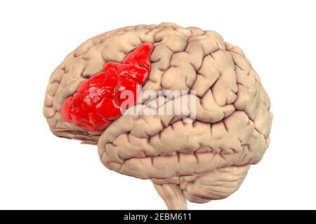 Brain highlighting inferior frontal gyrus, illustration Stock Photo - Alamy