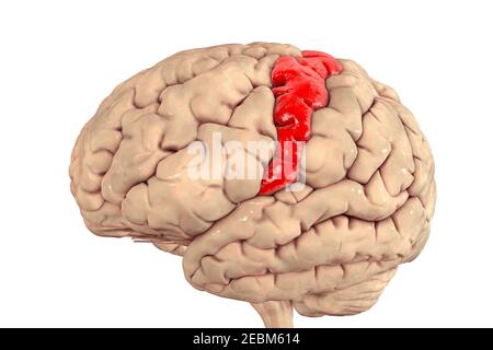 Human brain with highlighted precentral gyrus, illustration Stock Photo ...