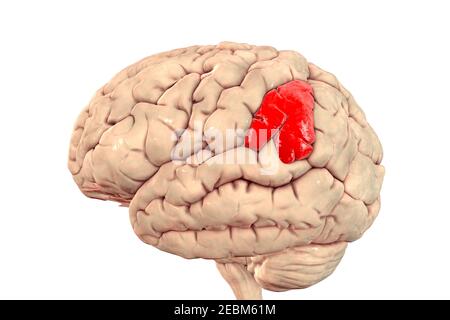 Brain with highlighted supramarginal gyrus, illustration Stock Photo ...