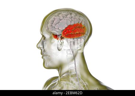 Human brain with highlighted temporal lobe, illustration Stock Photo ...