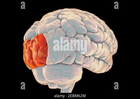 Brain highlighting superior occipital gyrus, illustration Stock Photo ...