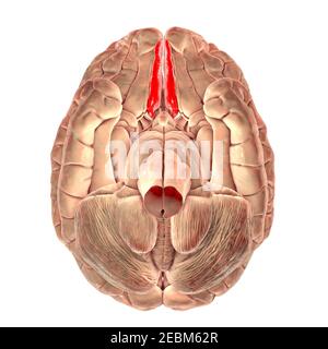 Human brain with highlighted straight gyri, illustration Stock Photo ...