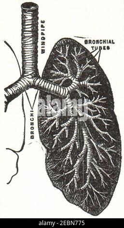 NSRW Windpipe, Bronchi, and one lung Stock Photo - Alamy