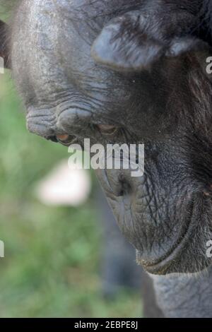The chimpanzee also known as simply the chimp, is a species of great ...