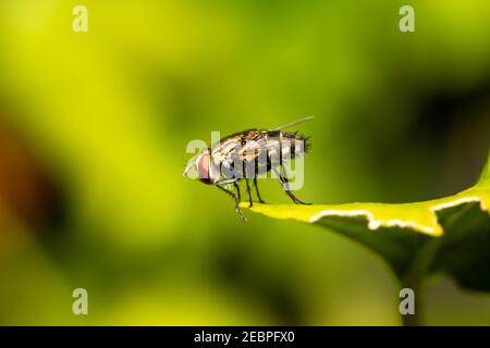 Maggots Stock Photo - Alamy