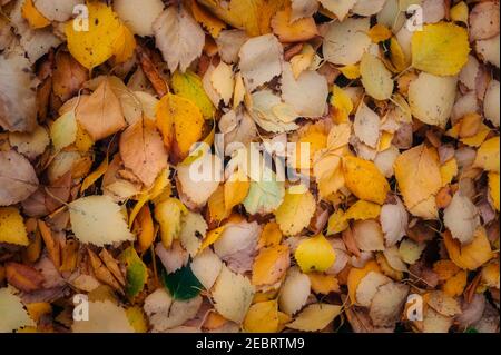 top view of fallen leaves on ground in forest of urban park in sunny ...