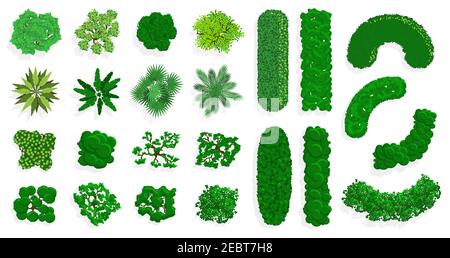Top view tree. Planting green trees, park map vegetation and tropical ...