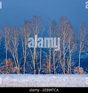 USA, Idaho, Bellevue, Trees in rural landscape with mountains in ...