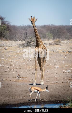 Southern giraffe stands watching springbok by waterhole Stock Photo - Alamy