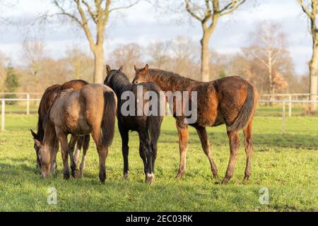 A herd of horses are gathered together. Variation in color, chestnut ...
